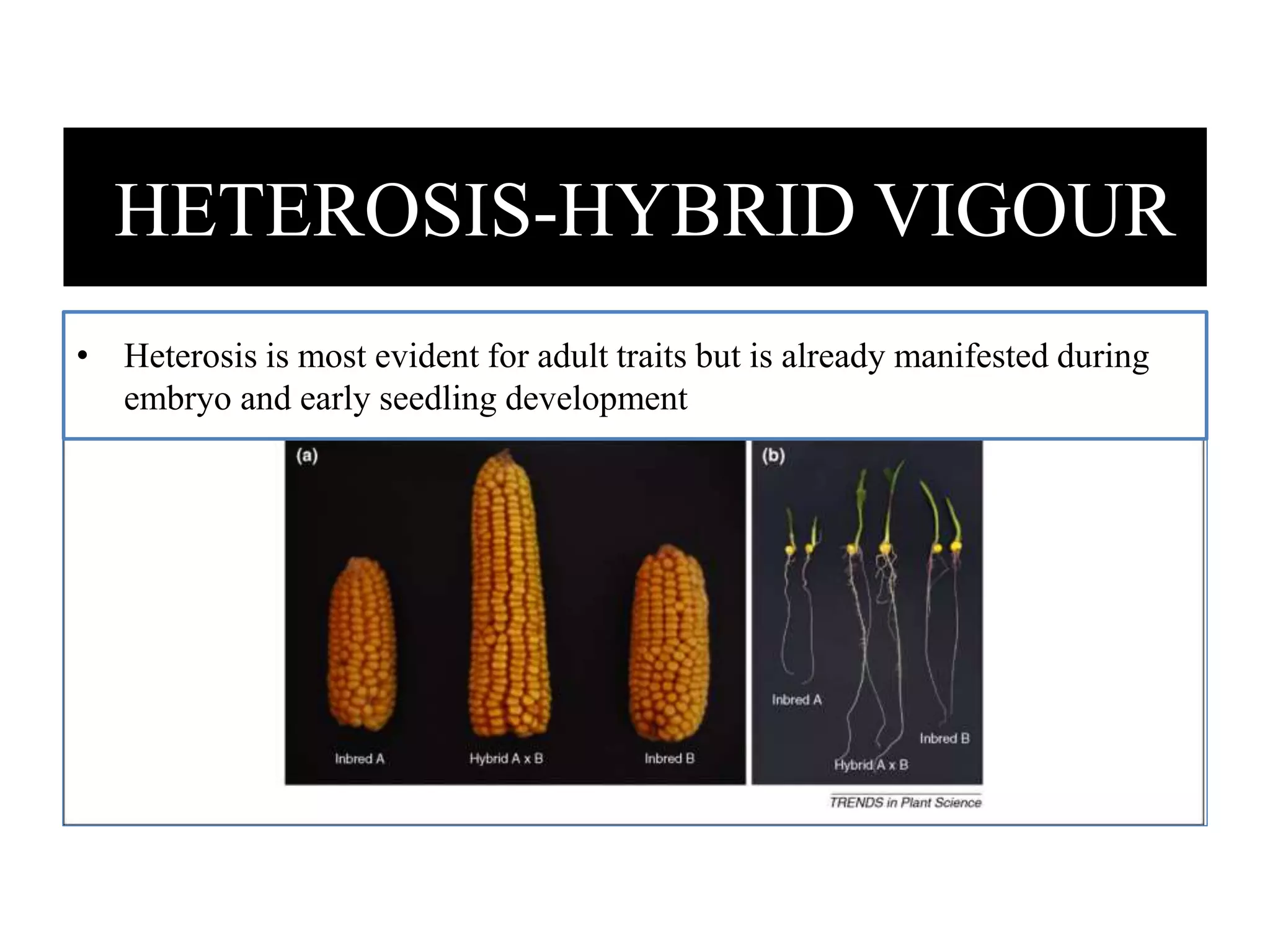 Role of Epigenetics in Heterosis | PPTX