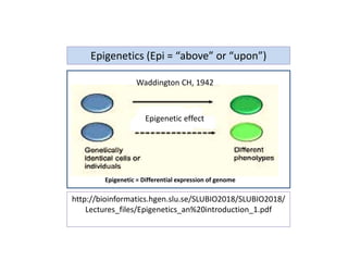 Role of Epigenetics in Heterosis | PPTX