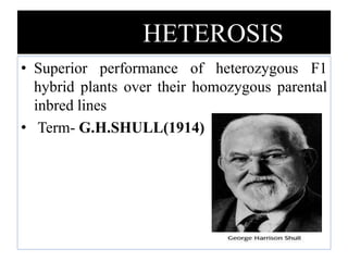 Role of Epigenetics in Heterosis | PPTX