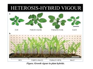 Role of Epigenetics in Heterosis | PPTX