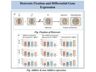 Role of Epigenetics in Heterosis | PPTX