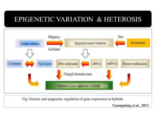 Role of Epigenetics in Heterosis | PPT
