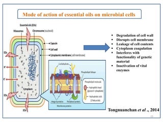 Role of essential oils and plant extracts in fruits and vegetables ...