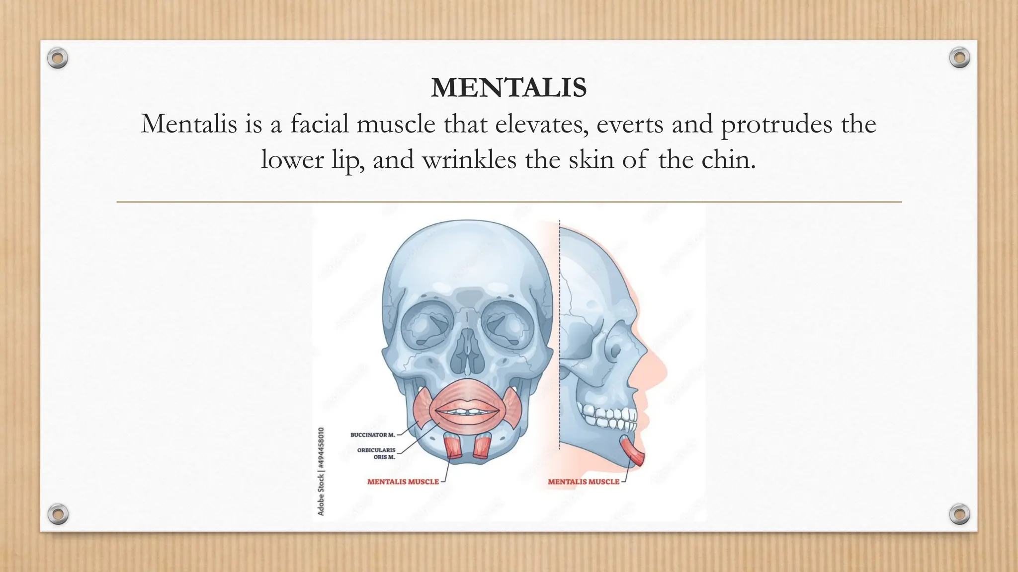 ROLE OF FACIAL MUSCLES IN COMPLETE DENTURE.pptx