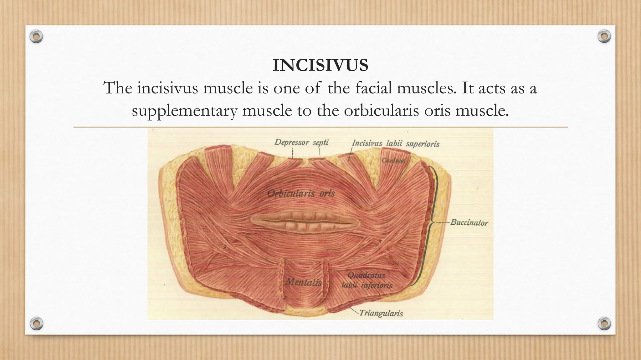ROLE OF FACIAL MUSCLES IN COMPLETE DENTURE.pptx