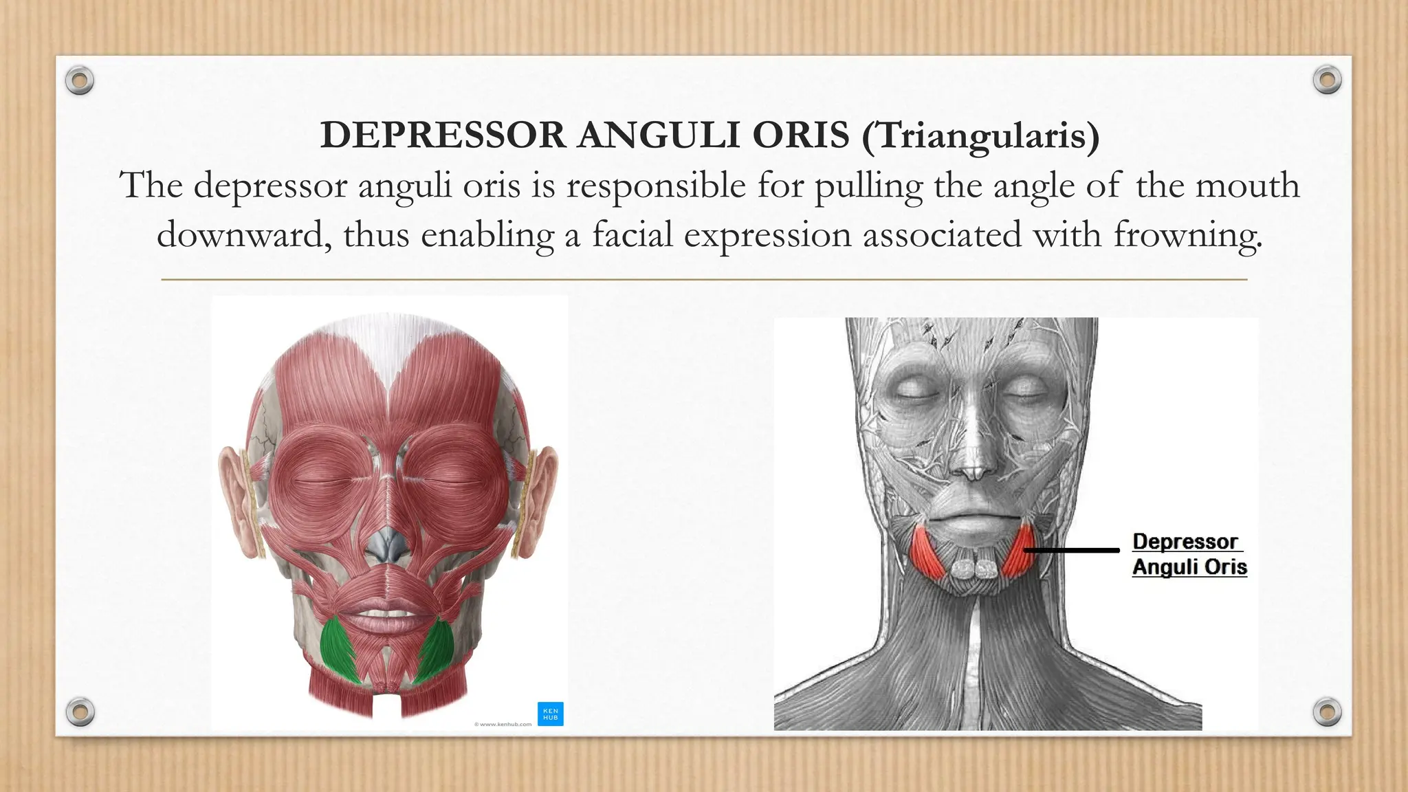 ROLE OF FACIAL MUSCLES IN COMPLETE DENTURE.pptx