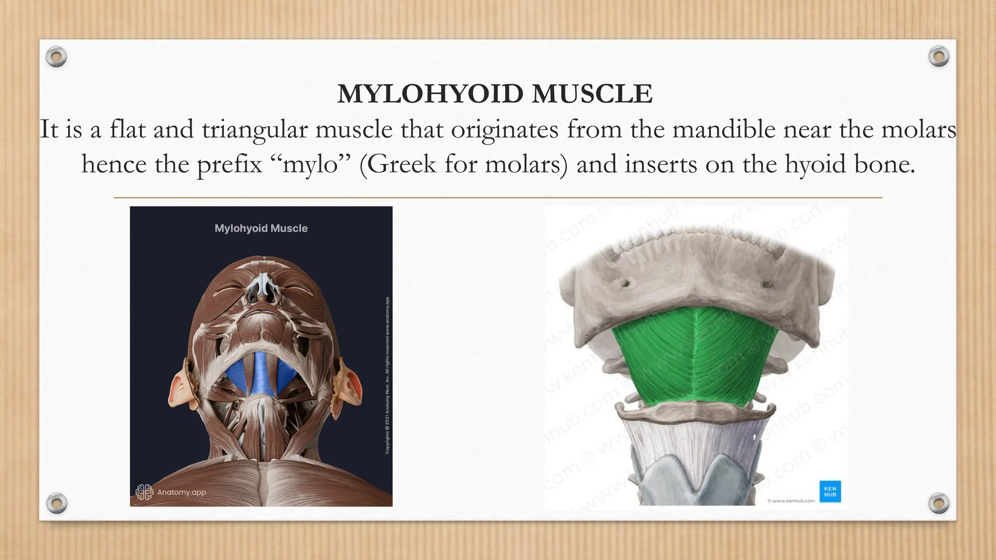 ROLE OF FACIAL MUSCLES IN COMPLETE DENTURE.pptx