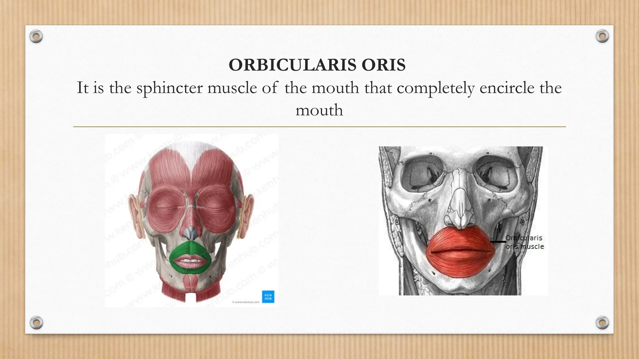 ROLE OF FACIAL MUSCLES IN COMPLETE DENTURE.pptx