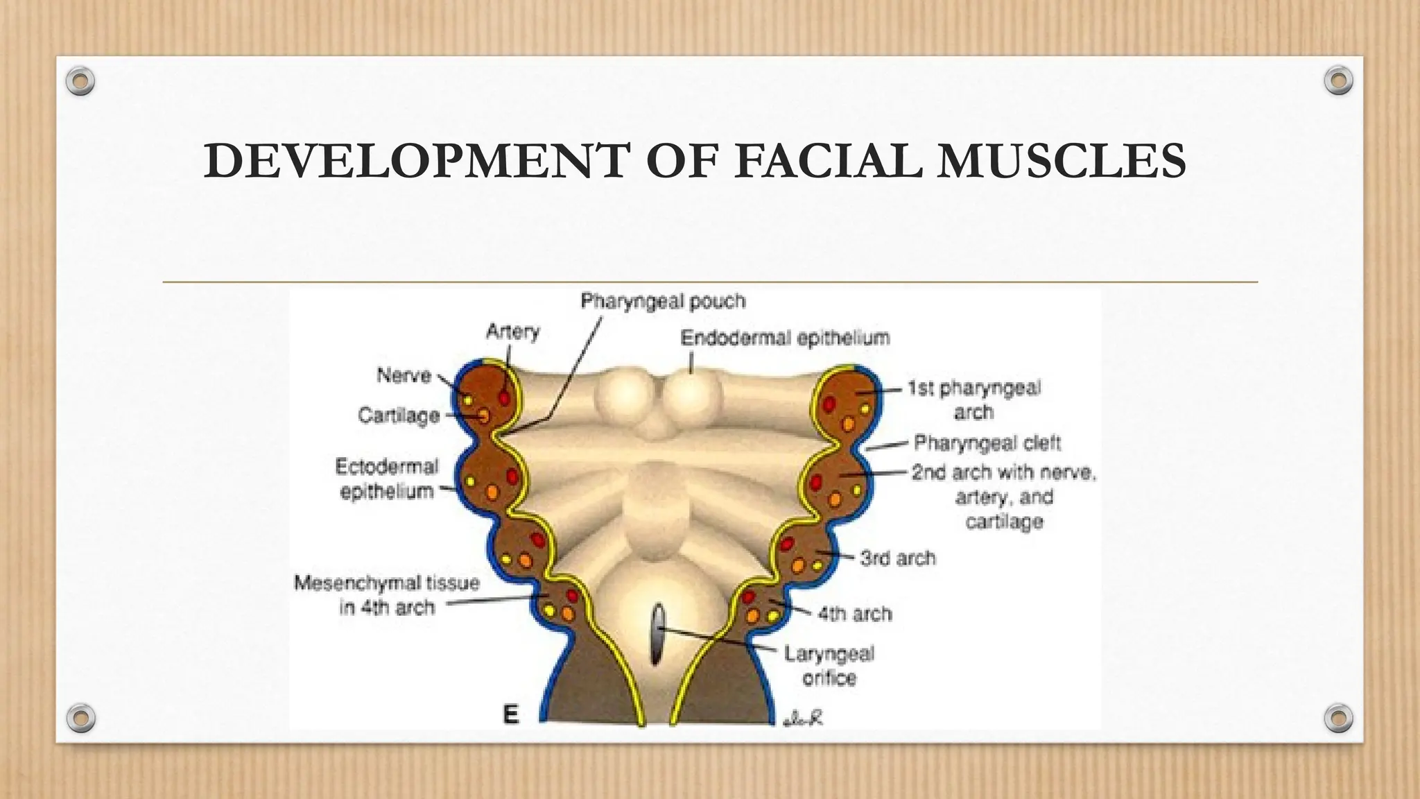 ROLE OF FACIAL MUSCLES IN COMPLETE DENTURE.pptx