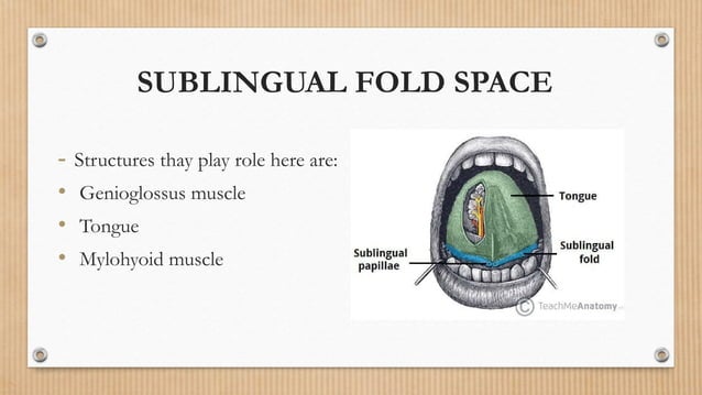 ROLE OF FACIAL MUSCLES IN COMPLETE DENTURE.pptx