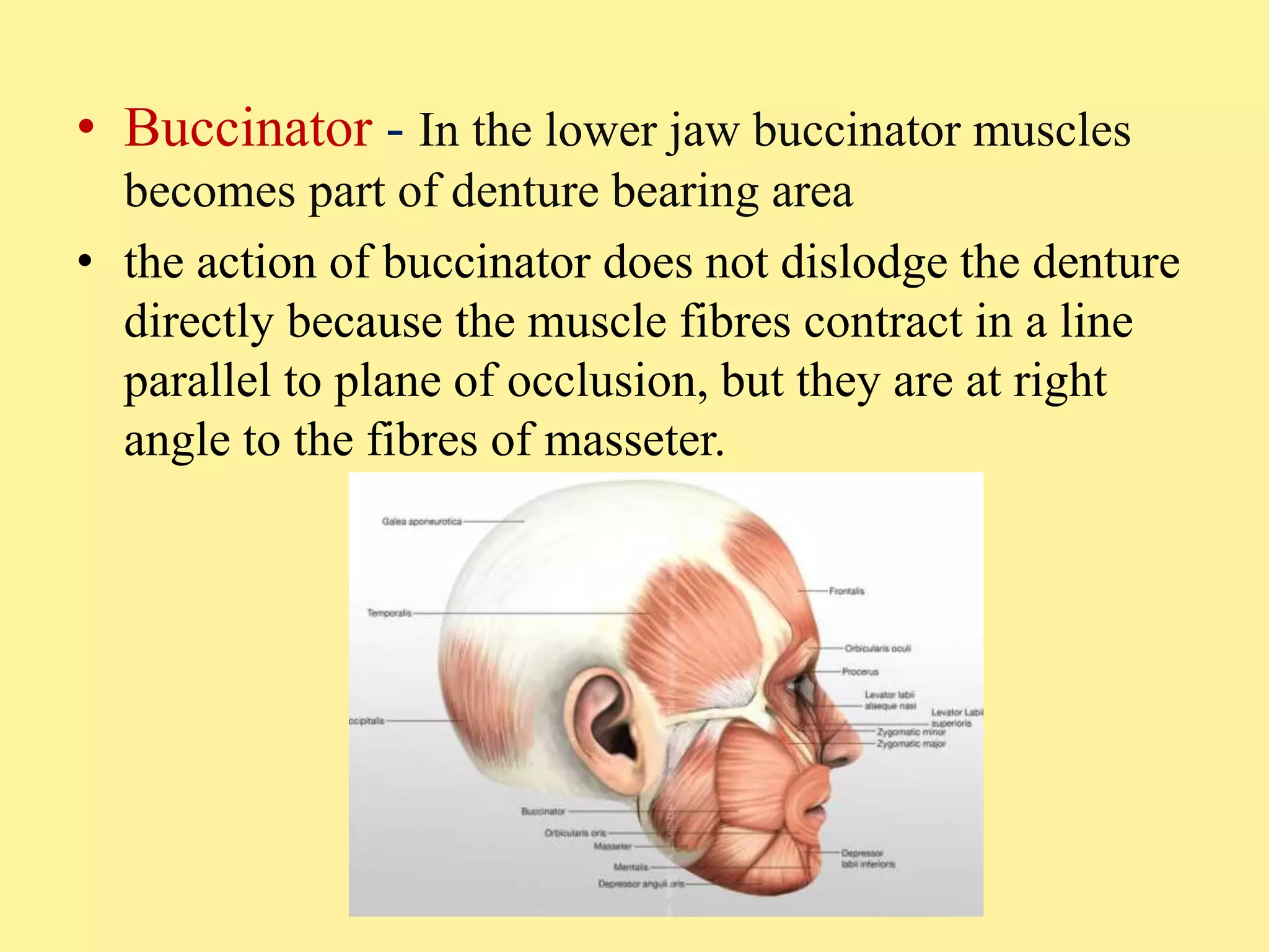 Role of facial muscles in complete denture prosthesis | PPTX