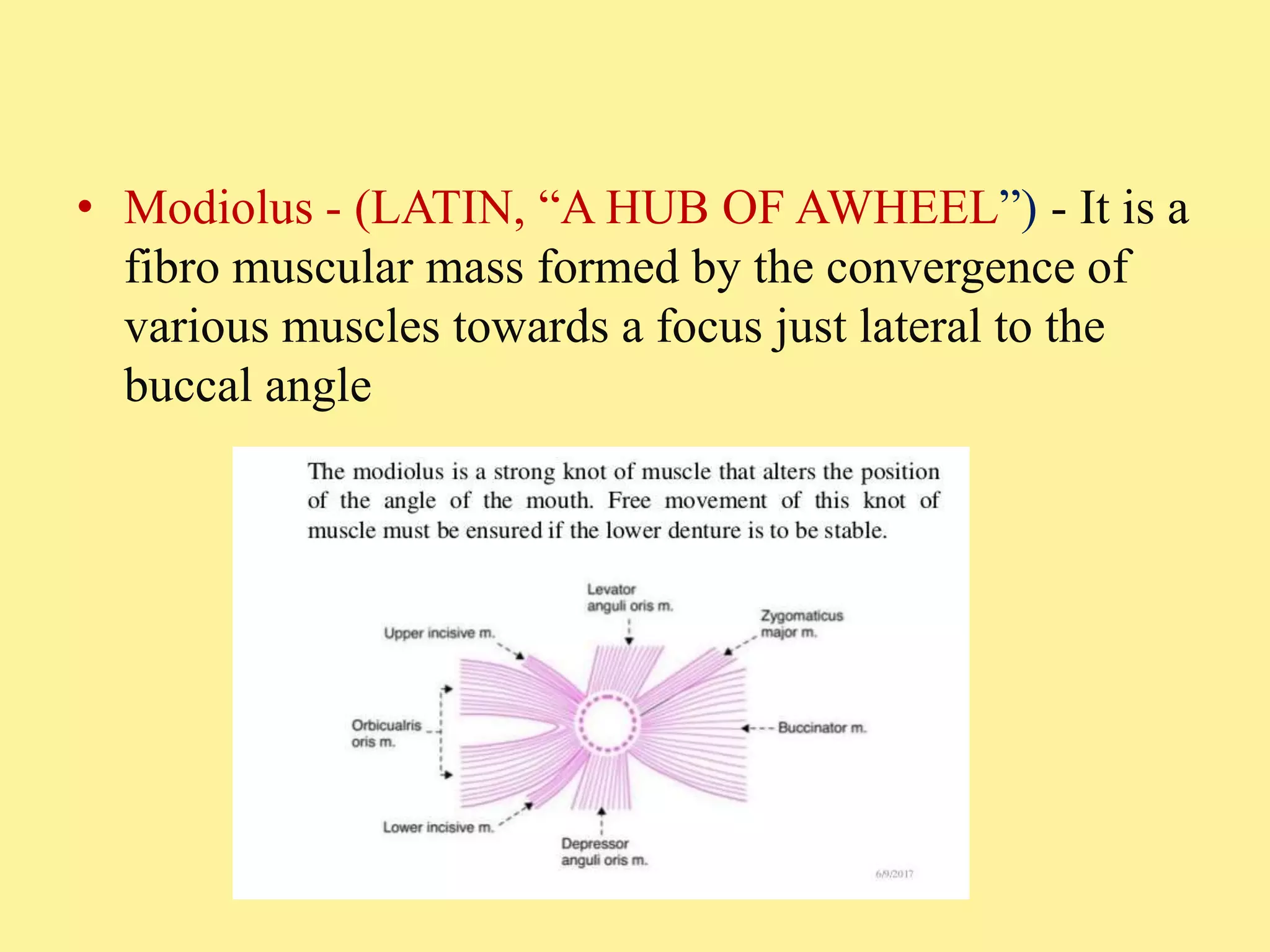 Role of facial muscles in complete denture prosthesis | PPTX