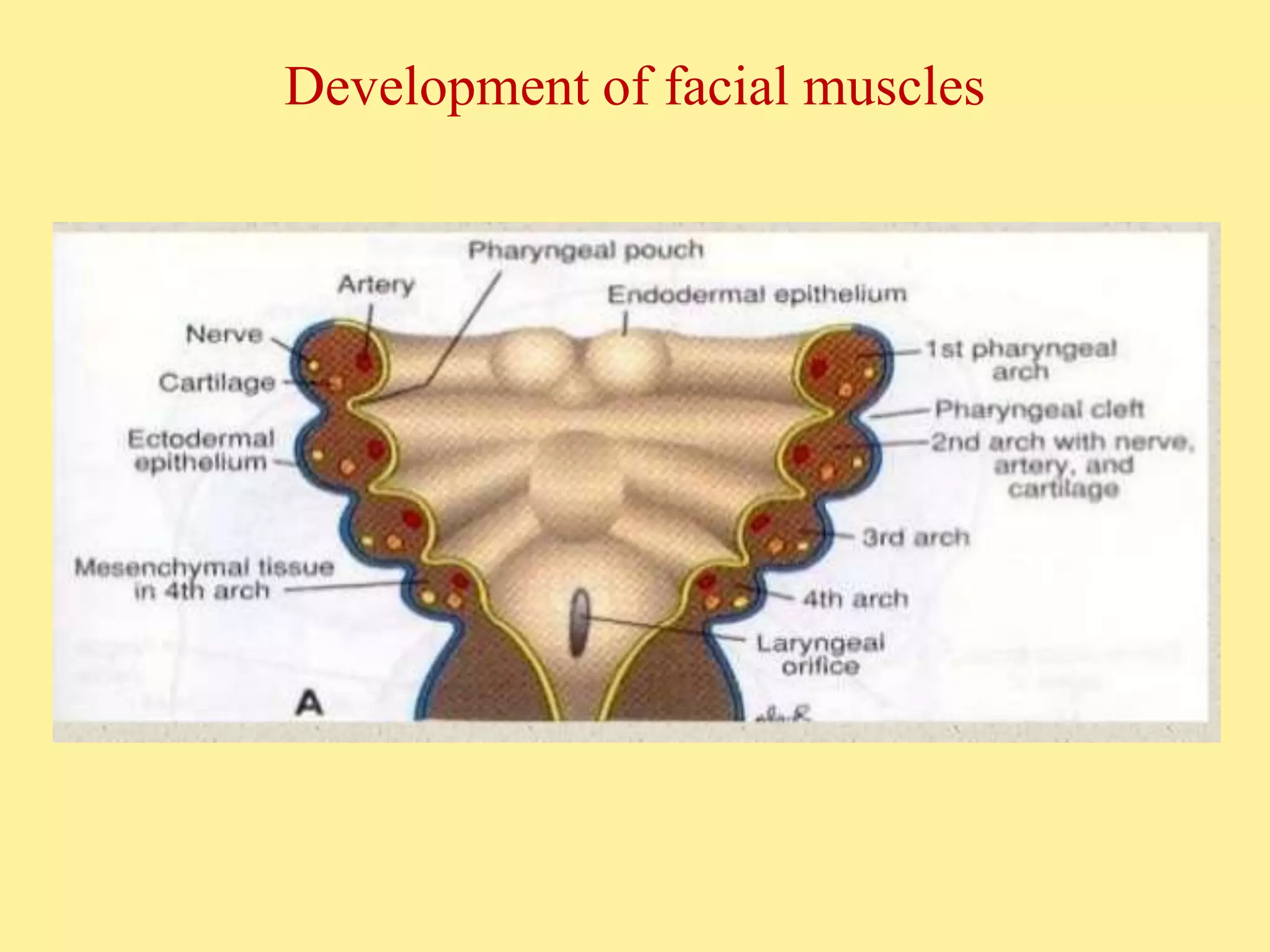 Role of facial muscles in complete denture prosthesis | PPTX