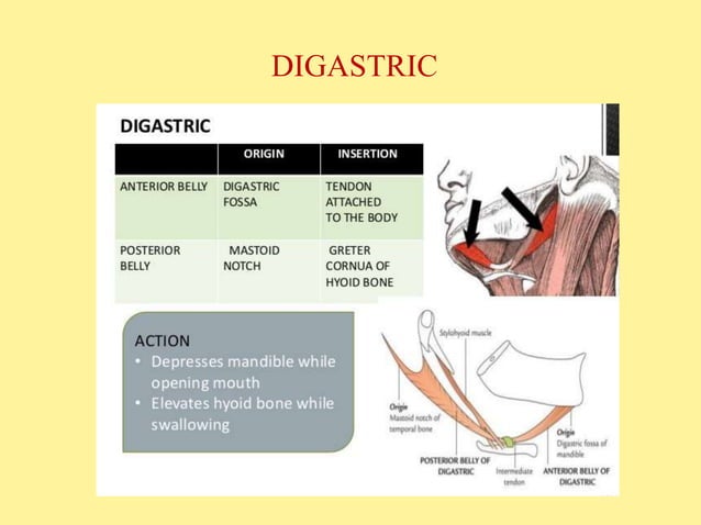 Role of facial muscles in complete denture prosthesis | PPTX | Dental ...