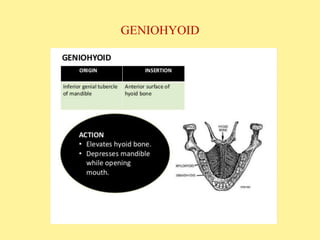 Role of facial muscles in complete denture prosthesis | PPTX