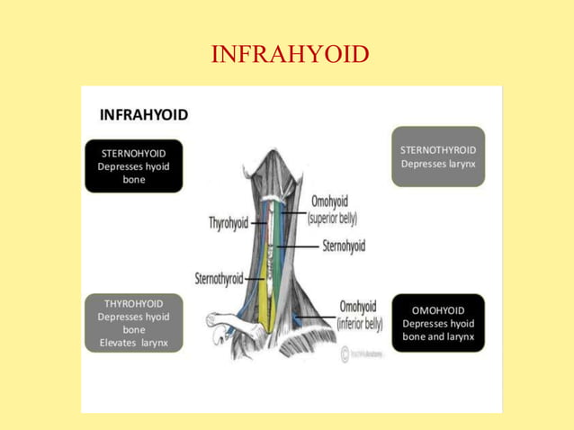Role of facial muscles in complete denture prosthesis | PPTX | Dental ...