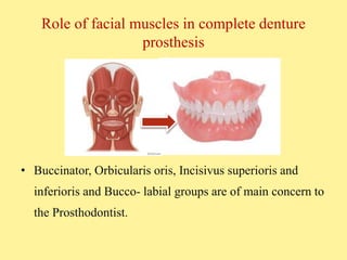 Role of facial muscles in complete denture prosthesis | PPTX