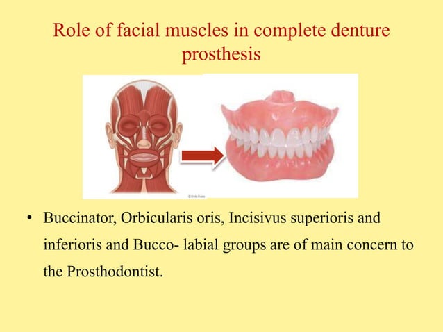 Role of facial muscles in complete denture prosthesis | PPTX | Dental ...