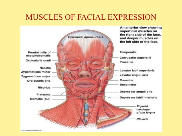 Role of facial muscles in complete denture prosthesis