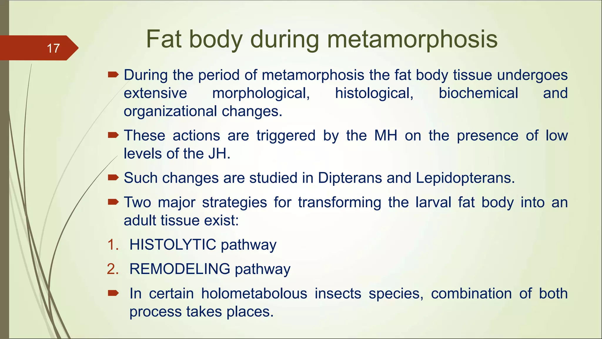 Role of fat body in insect metabolism.ppt