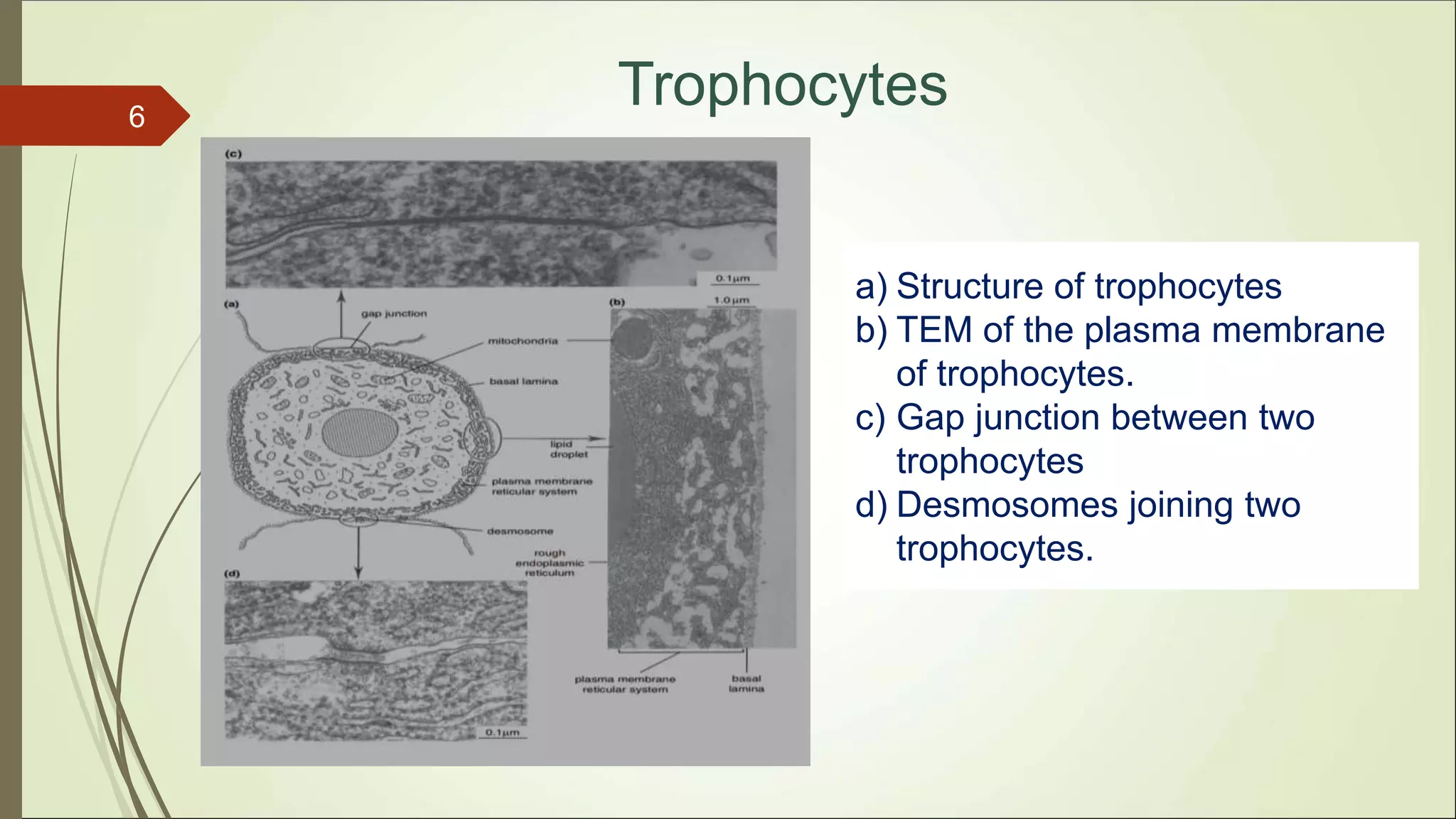 Role of fat body in insect metabolism.ppt