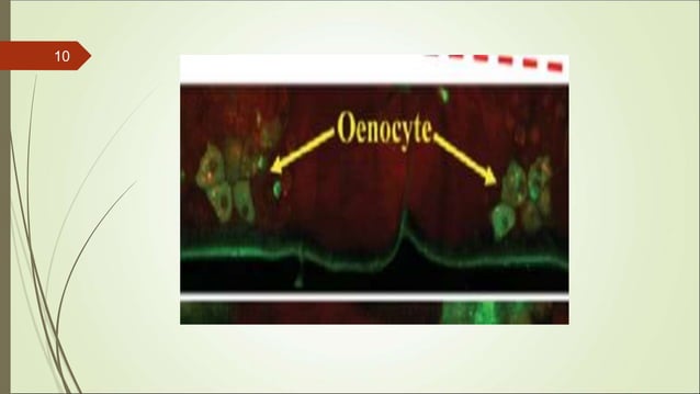 Role of fat body in insect metabolism.ppt