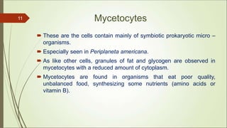 Role of fat body in insect metabolism.ppt