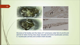 Role of fat body in insect metabolism.ppt