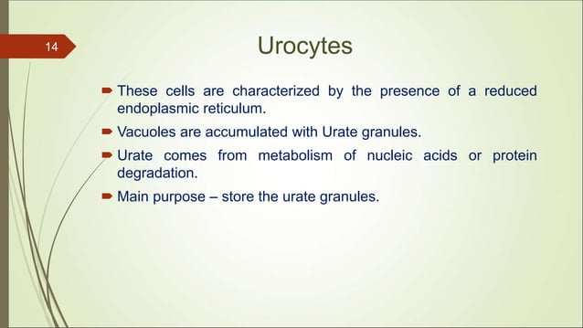 Role of fat body in insect metabolism.ppt