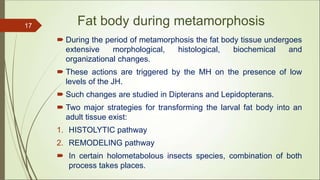Role of fat body in insect metabolism.ppt