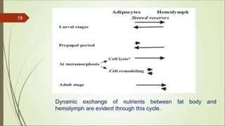 Role of fat body in insect metabolism.ppt