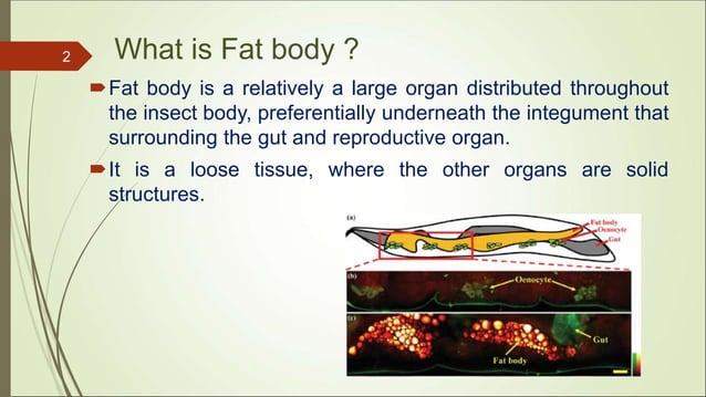 Role of fat body in insect metabolism.ppt