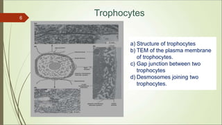 Role of fat body in insect metabolism.ppt