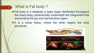 Role of fat body in insect metabolism.ppt