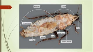 Role of fat body in insect metabolism.ppt