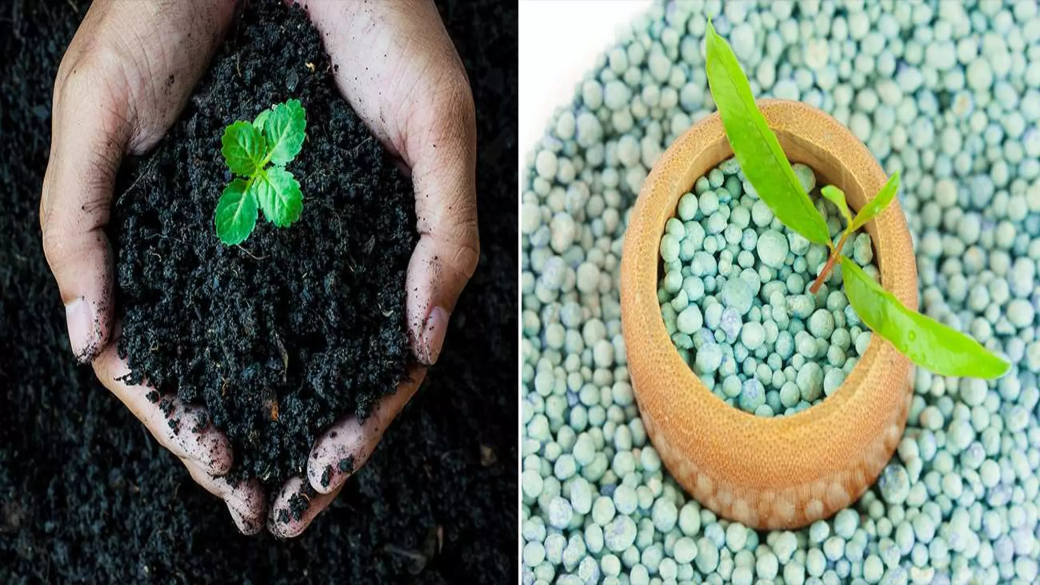 Role of fertilizer green manuring in conservation agronomy | PPT