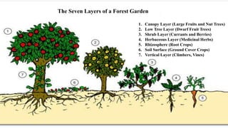Role of forest | PPTX