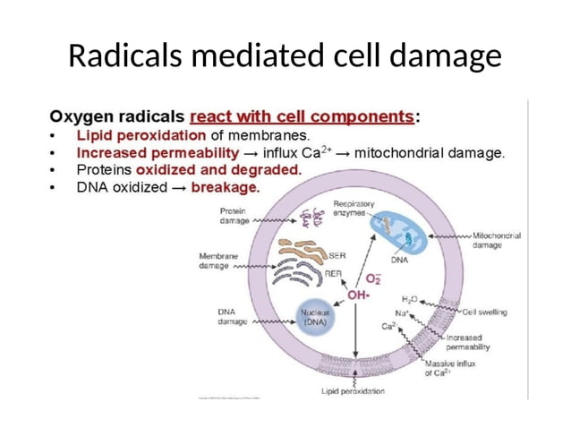 ROLE OF FREE RADICALS IN NEURODEGENERATIVE DISEASES ppt (2) (1).pptx ...