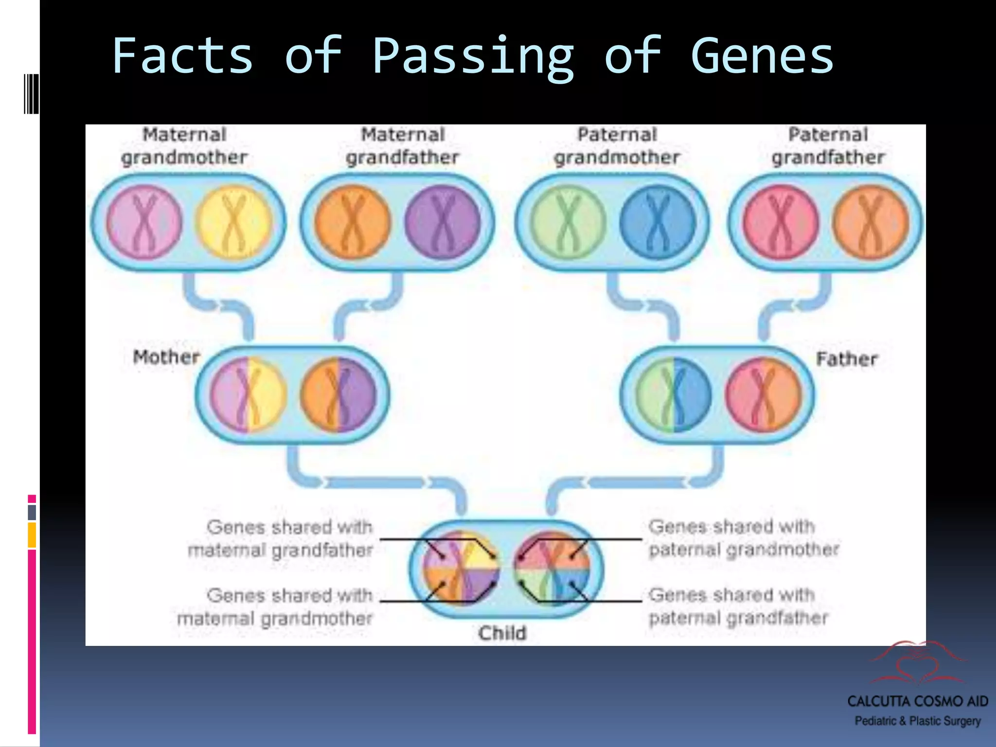 Role of Genes in Baldness | PPTX