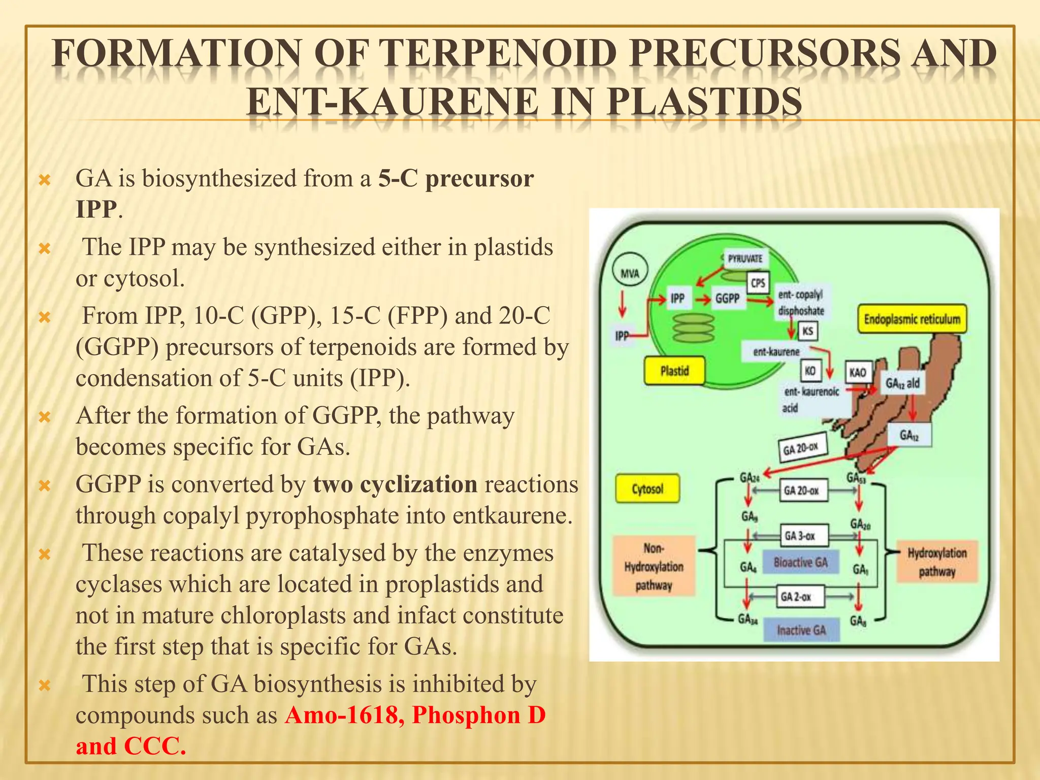 Role of Gibberellins, mode of action and external applications.pptx