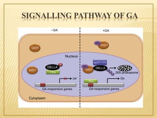 Role of Gibberellins, mode of action and external applications.pptx