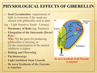Role of Gibberellins, mode of action and external applications.pptx