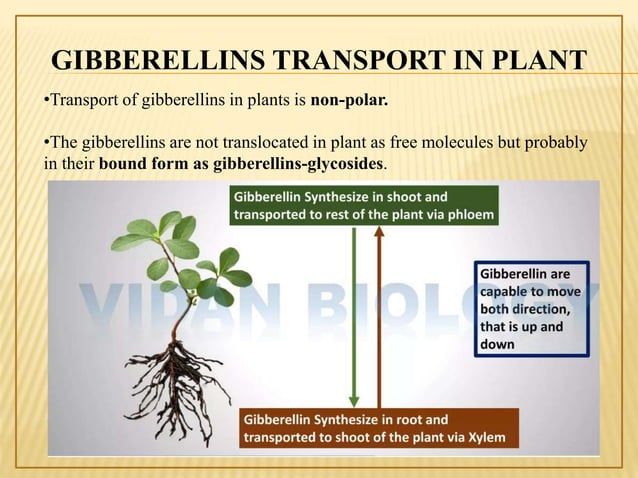 Role of Gibberellins, mode of action and external applications.pptx
