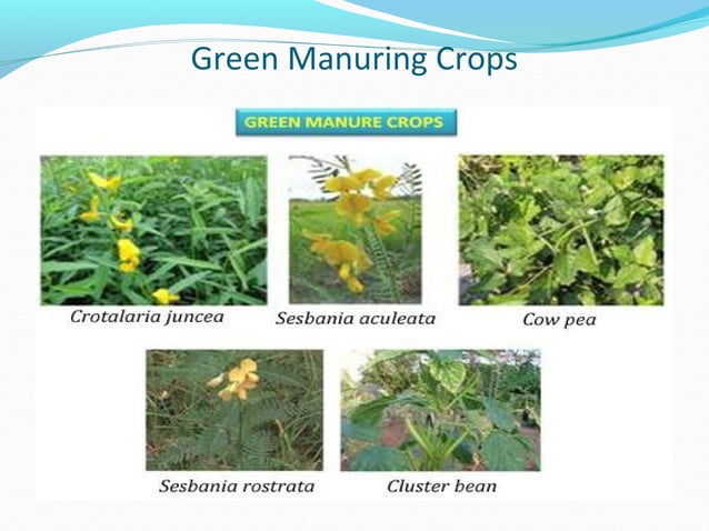 Role of green manure in organic farming | PPT | Agriculture | Industries