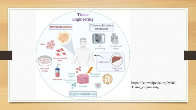 Role of growth factors in a tissue engineered.pptx | Biological ...