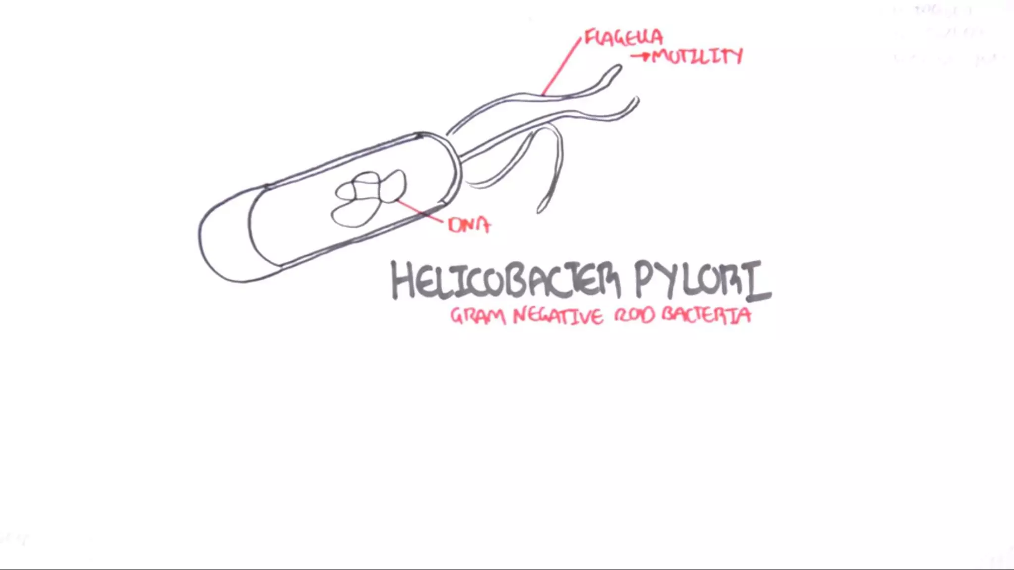 Role of helicobacter pylori in gastric cancer | PPTX