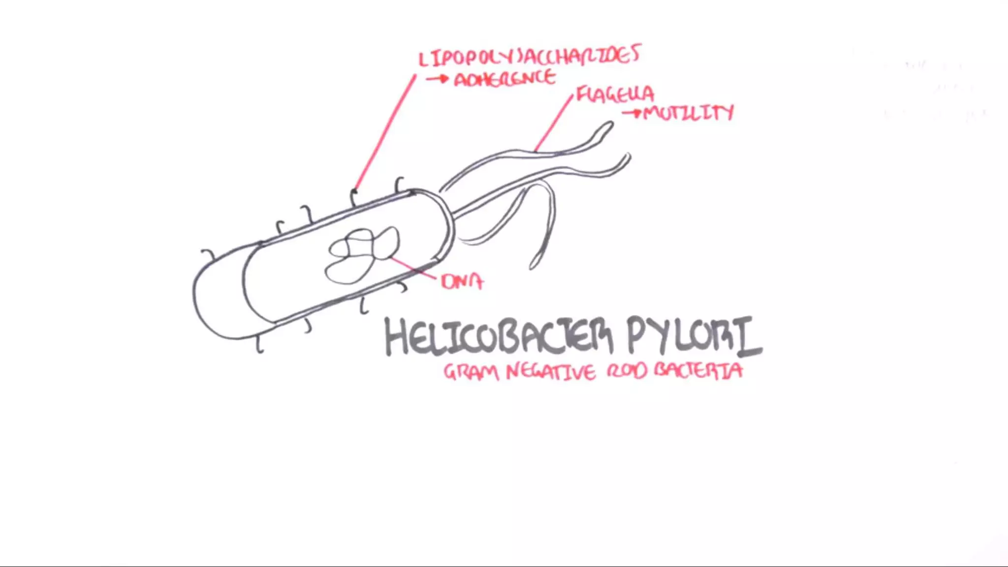 Role of helicobacter pylori in gastric cancer | PPTX