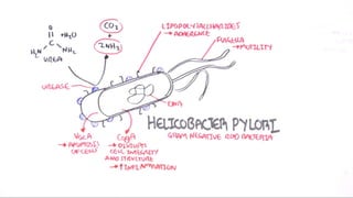 Role of helicobacter pylori in gastric cancer | PPTX