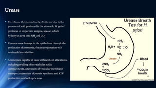 Role of helicobacter pylori in gastric cancer | PPTX