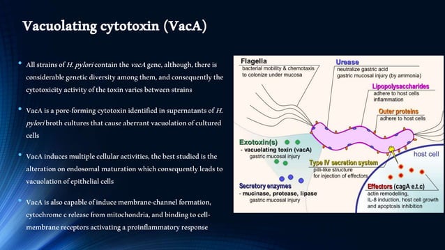 Role of helicobacter pylori in gastric cancer | PPTX | Digestive ...